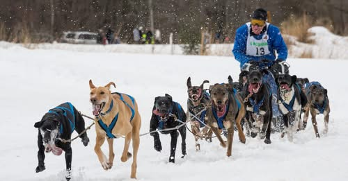 World Championship Sled Dog Derby - Lakes Region of NH - NH Lakes ...