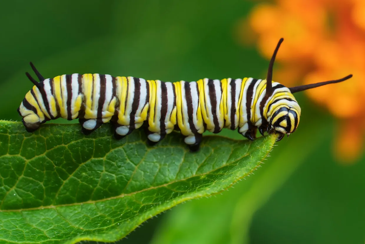 Monarch Caterpillar Count Mondays - Pemi-Oxbow Preserve that straddles ...