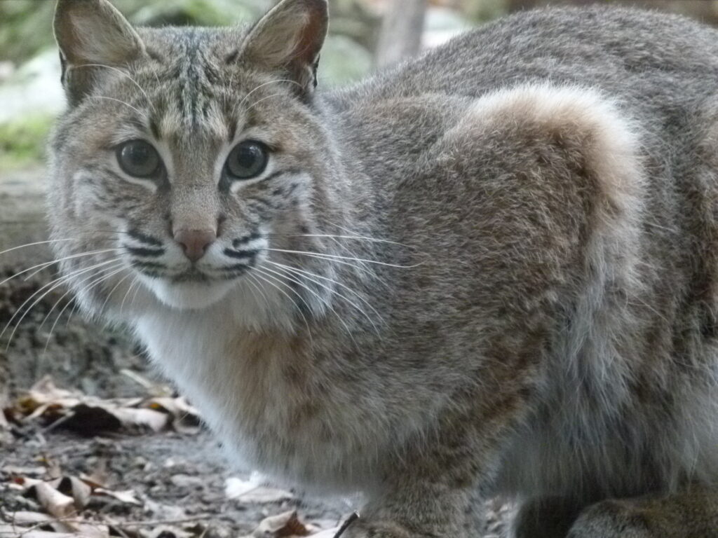 WILD ENCOUNTERS AWAIT: SCIENCE CENTER INTRODUCES ANIMALS AND THEIR ...